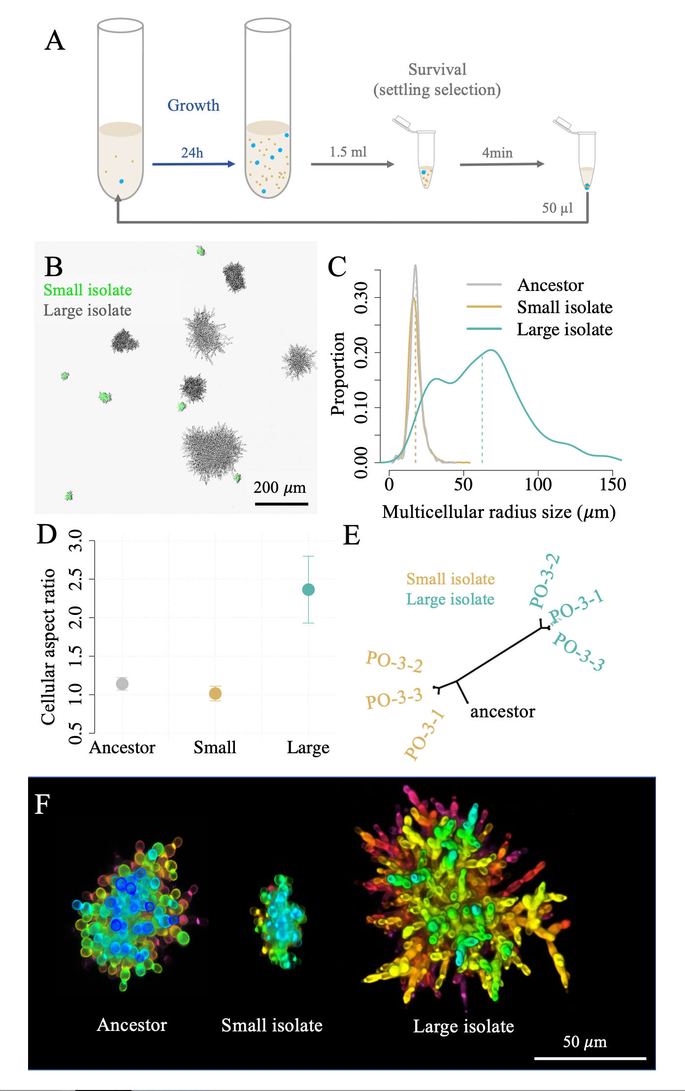 Emergence And Maintenance Of Stable Coexistence During A Long-term ...