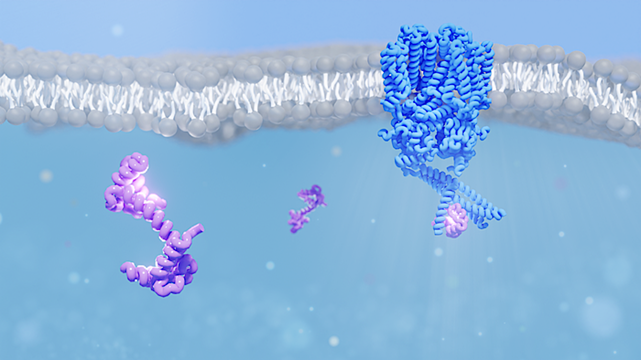 The Calcium Sensor Helps Humans And Other Earth Life See The Stars ...