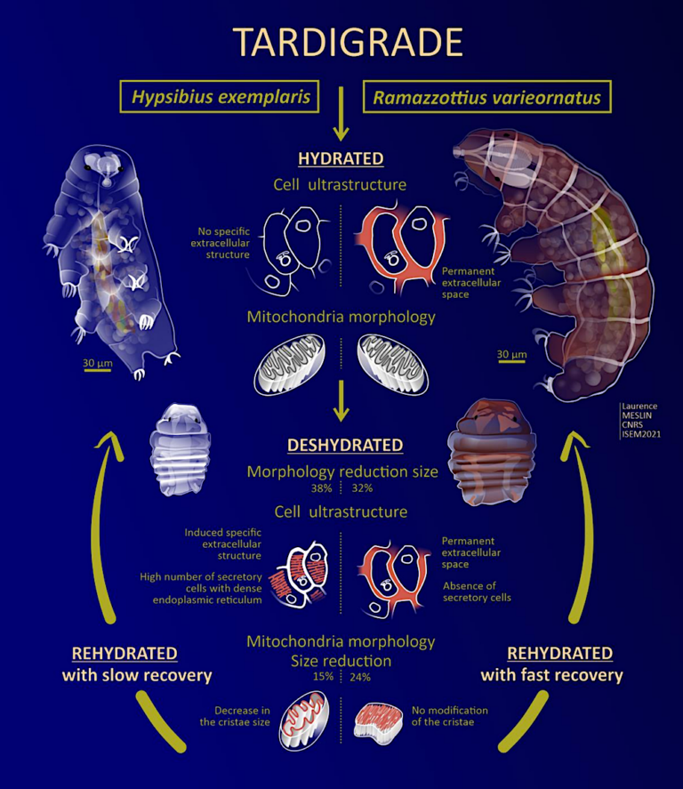 Comparative Ultrastructure Study Of Tardigrade Ramazzottius ...