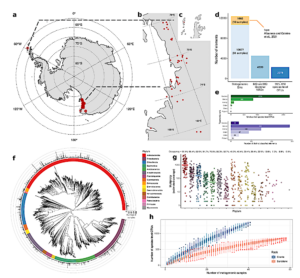 Metagenomics Untangles Metabolic Adaptations Of Antarctic Endolithic ...