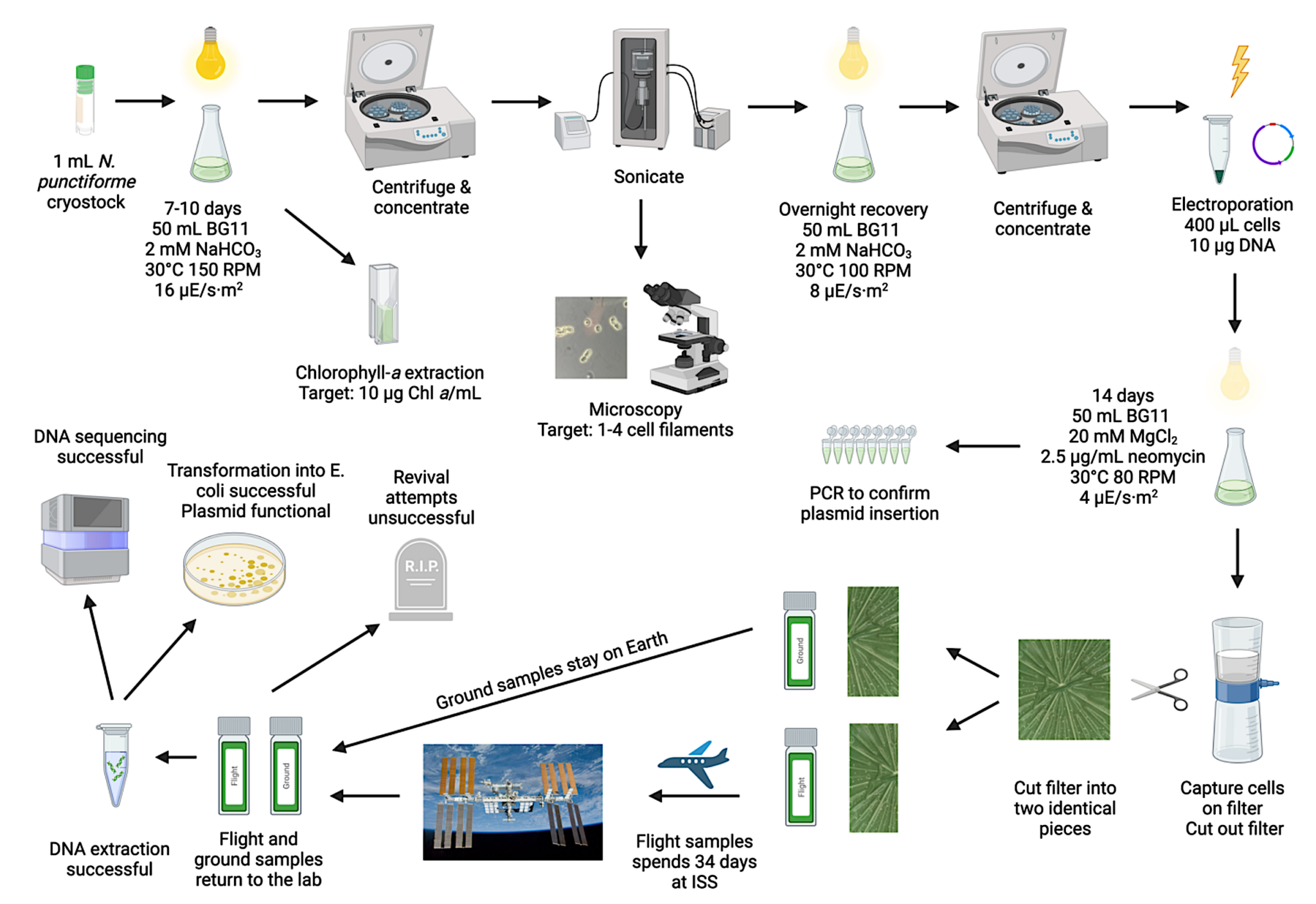 Desiccated Cyanobacteria Serve As Efficient Plasmid DNA Carrier In ...