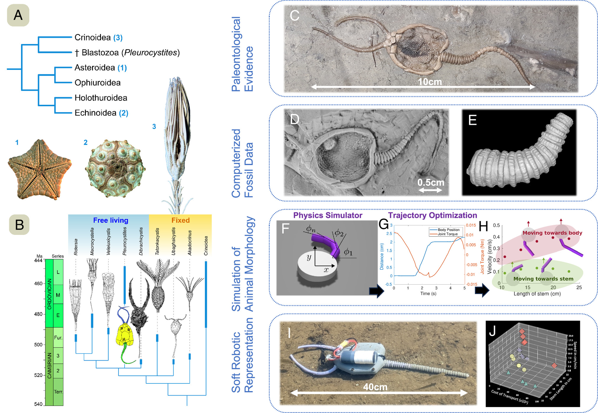 450-million-year-old Organism Finds New Life In Softbotics - Astrobiology