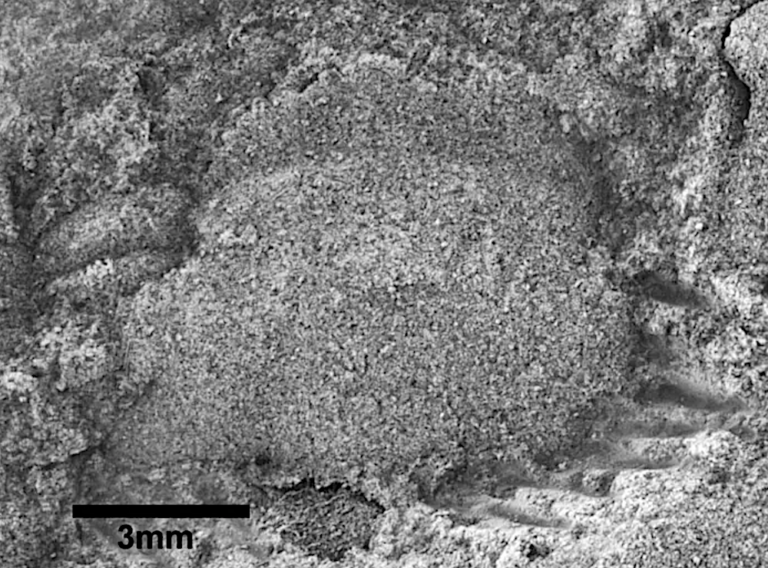 Trilobite Fossils Help Draw A Map Of Early Earth - Astrobiology