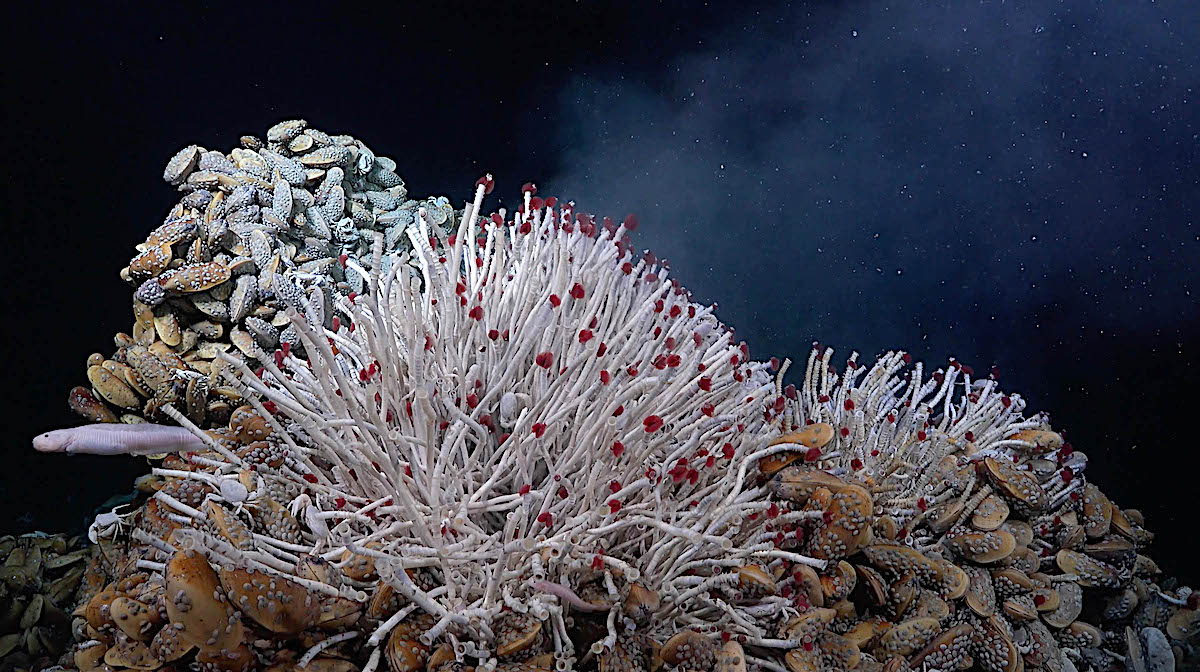 Away Team Report: Scientists Locate New Hydrothermal Vent Field Using ...