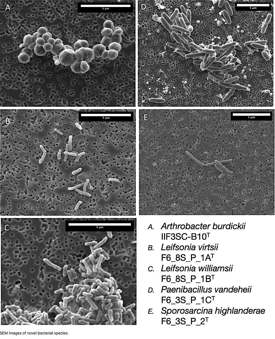 Rare Microbes Discovered Living Inside the International Space Station ...