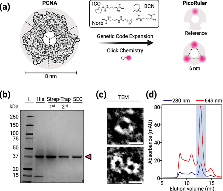 Tricorder Tech: PicoRuler: Molecular Rulers For High-resolution Microscopy - Astrobiology