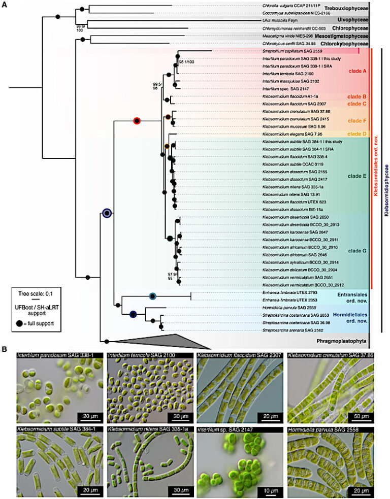 Complex Green Organisms Emerged A Billion Years Ago - Astrobiology