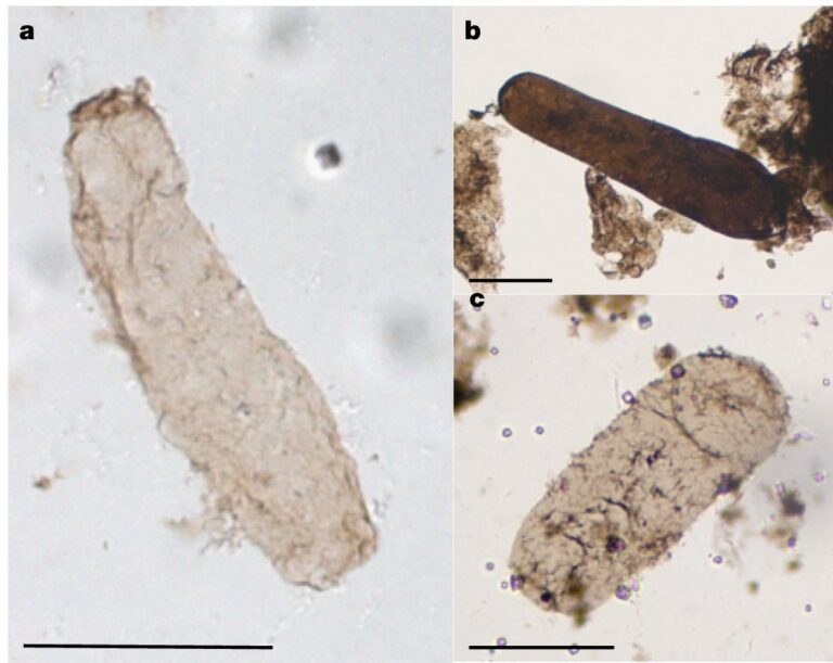 Fossil Cells Provide Evidence Of Early Oxygenic Photosynthesis On Earth ...