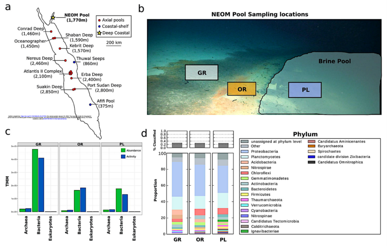 Active Prokaryotic And Eukaryotic Viral Ecology Across Spatial Scale In ...