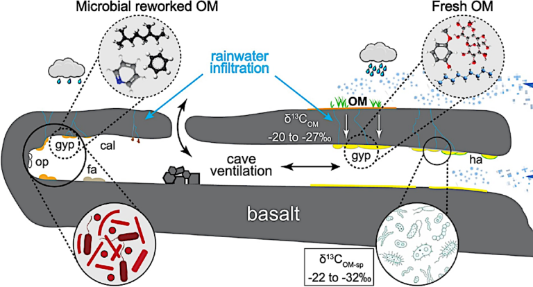 Connecting Molecular Biomarkers, Mineralogical Composition, And ...