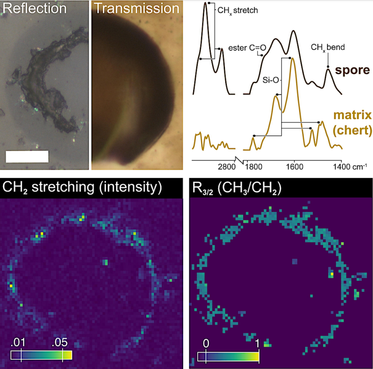 Tricorder Tech: Optical Photothermal Infrared Spectroscopy (O-PTIR): A ...
