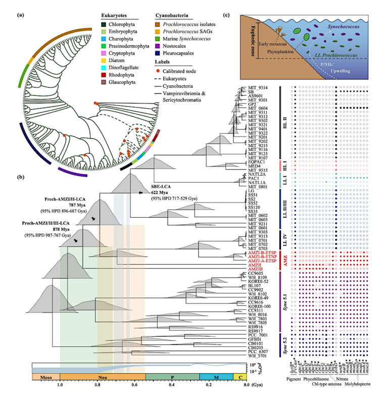 Emergence Of Prochlorococcus In The Tonian Oceans And The Initiation Of ...