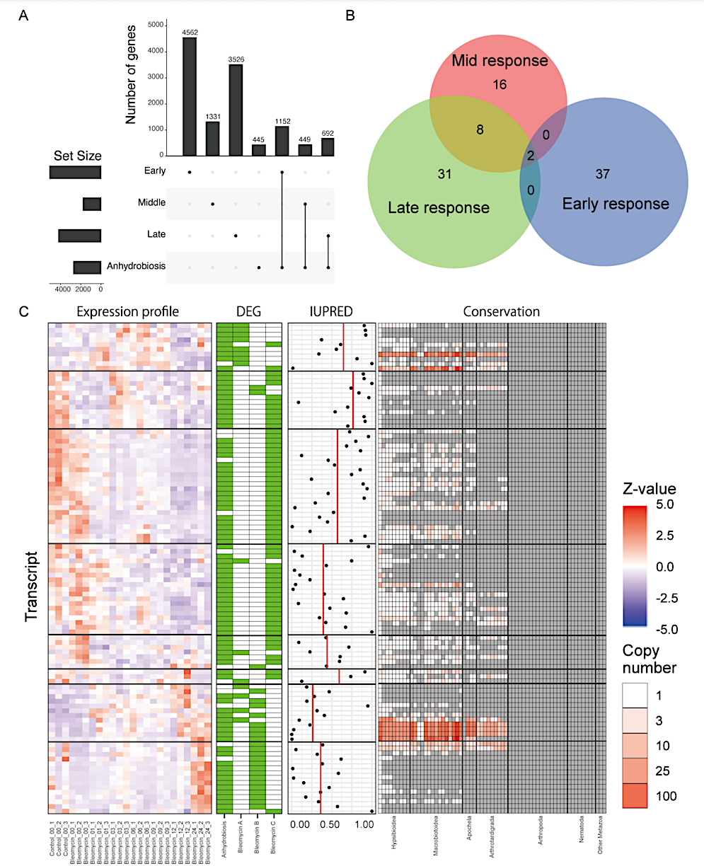 Transcriptome Analysis Of The Tardigrade Hypsibius Exemplaris Exposed ...