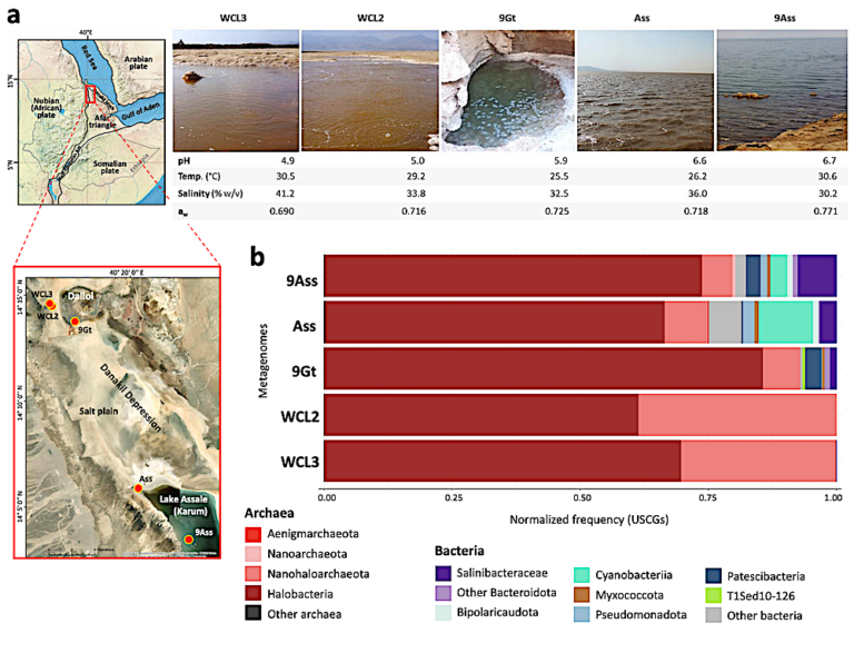 Extremely Acidic Proteomes And Metabolic Flexibility In Bacteria And ...