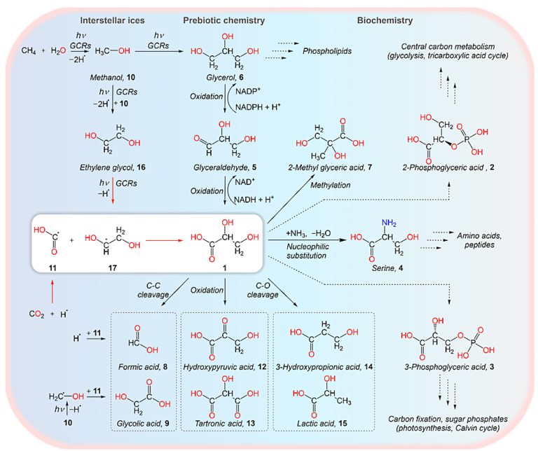 Formation Of Glyceric Acid - An Important Component Of Life - In Space ...