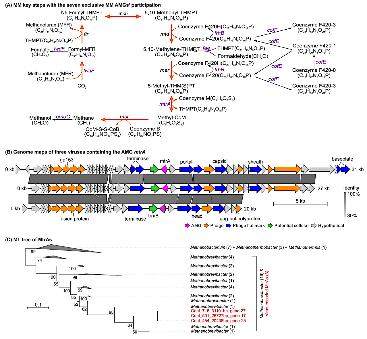 Microbial Viruses Act As Secret Drivers Of Planetary Climate Change ...