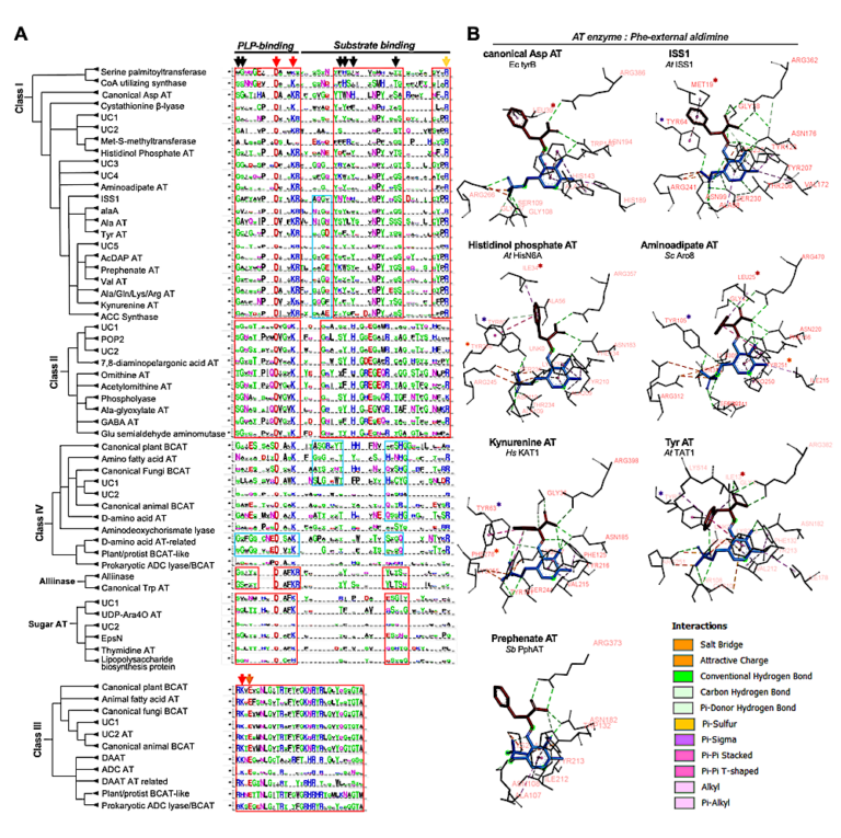 Multi-substrate Specificity Shaped The Complex Evolution Of The Aminotransferase Family Across ...