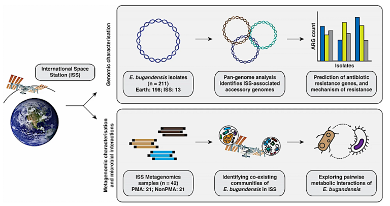 Bacteria Found On The International Space Station Are Mutating To ...