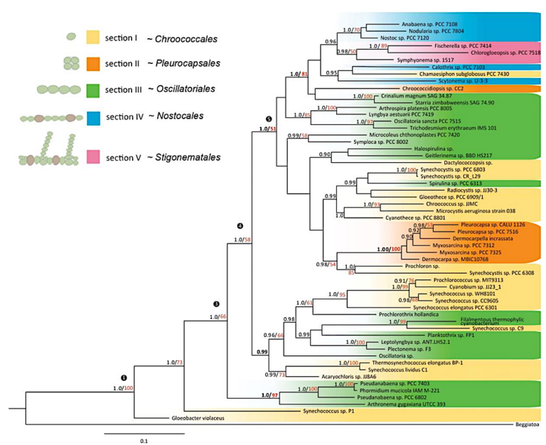 Genomics Tricorder Tech: De novo Genome Sequencing And Annotation Of A ...