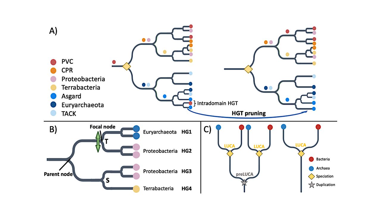 Identifying The Last Universal Common Ancestor’s Protein Domains Resolves The Order In Which The ...