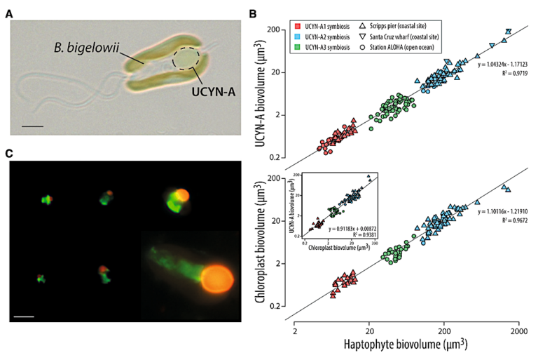 The Nitroplast Revealed: A Nitrogen-fixing Organelle In A Marine Alga ...