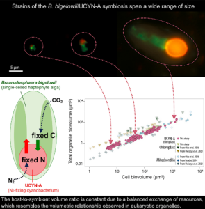 The Nitroplast Revealed: A Nitrogen-fixing Organelle In A Marine Alga ...