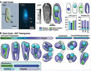 The Nitroplast Revealed: A Nitrogen-fixing Organelle In A Marine Alga - Astrobiology