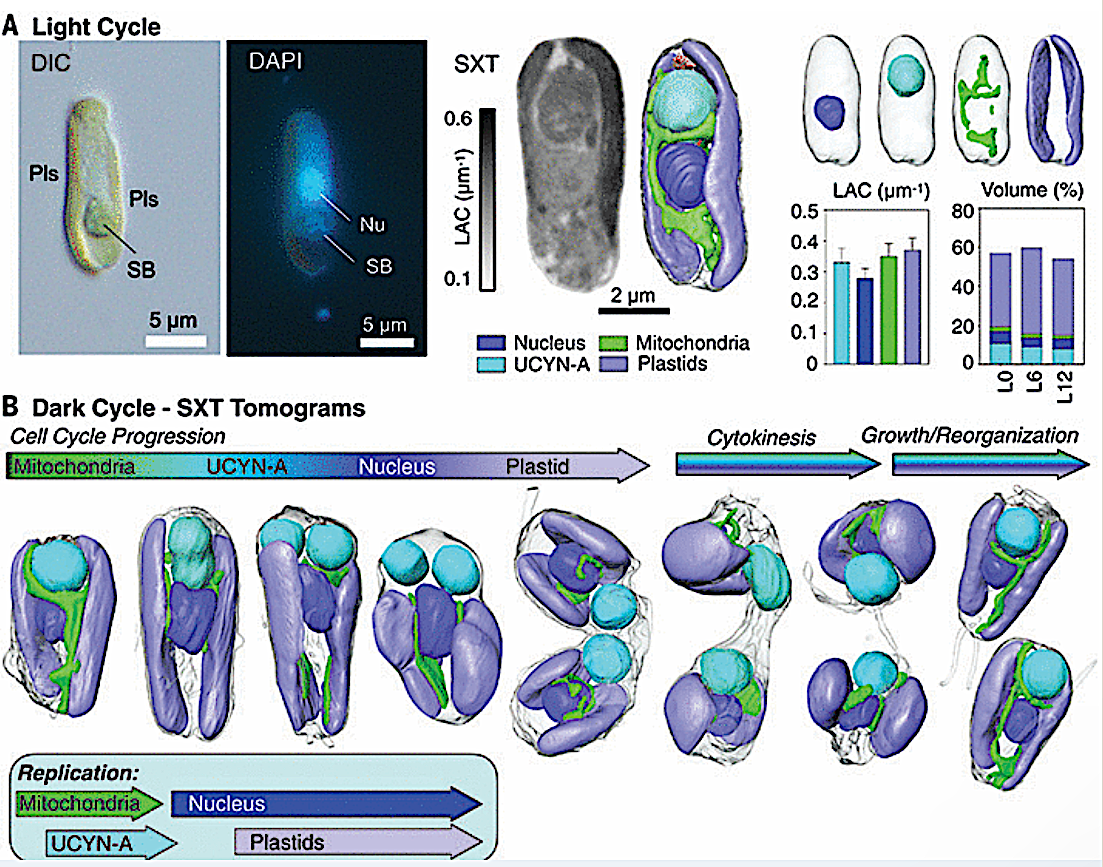 The Nitroplast Revealed: A Nitrogen-fixing Organelle In A Marine Alga ...
