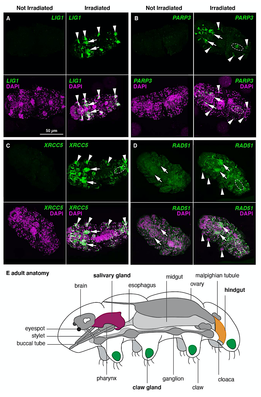 UNC-Chapel Hill Researchers Discover New Clues To How Tardigrades Can ...