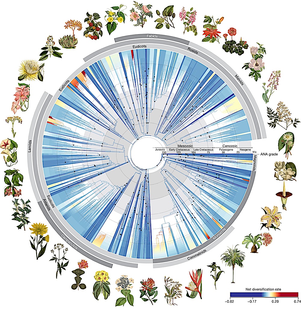Earth Life Biodiversity: Vast DNA Tree Of life For Flowering Plants ...