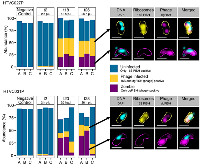 Zombie Cells In The Sea: Viruses Keep The Most Common Marine Bacteria ...