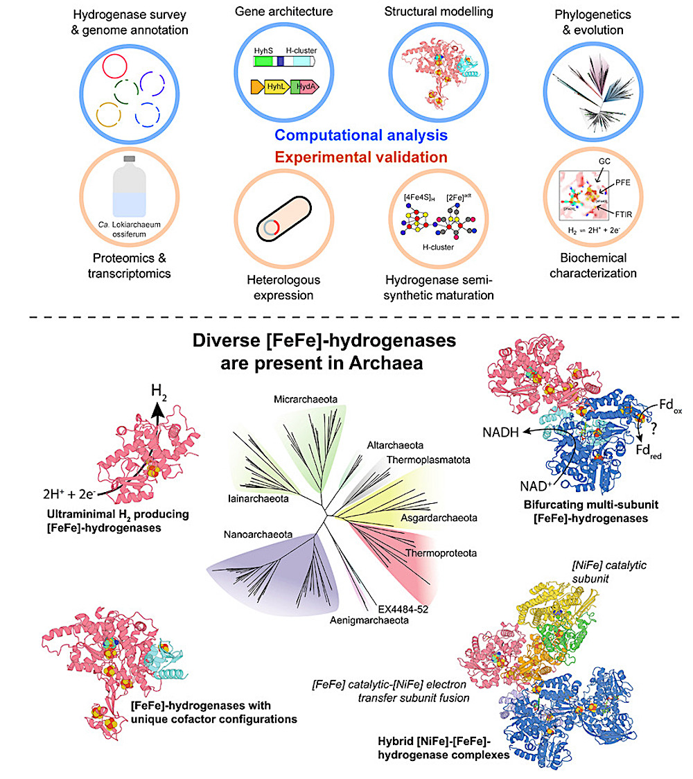 How Archaea, The Third Form Of Earth Life, Makes Energy - Astrobiology