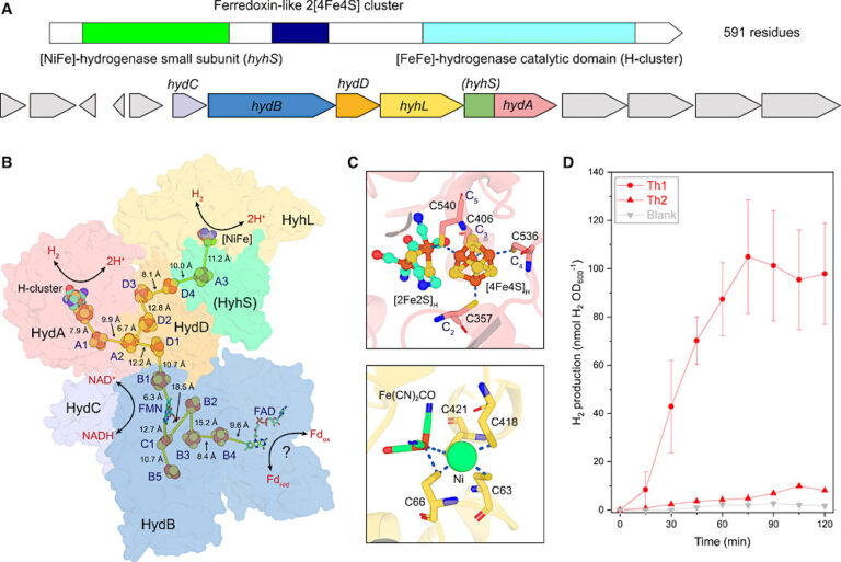 How Archaea, The Third Form Of Earth Life, Makes Energy - Astrobiology