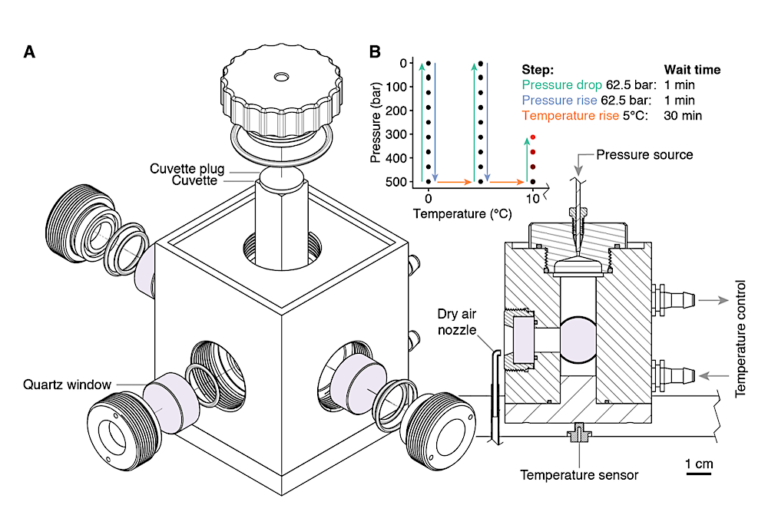 Comb Jelly Adaptations To Life At Extreme Pressure - Astrobiology