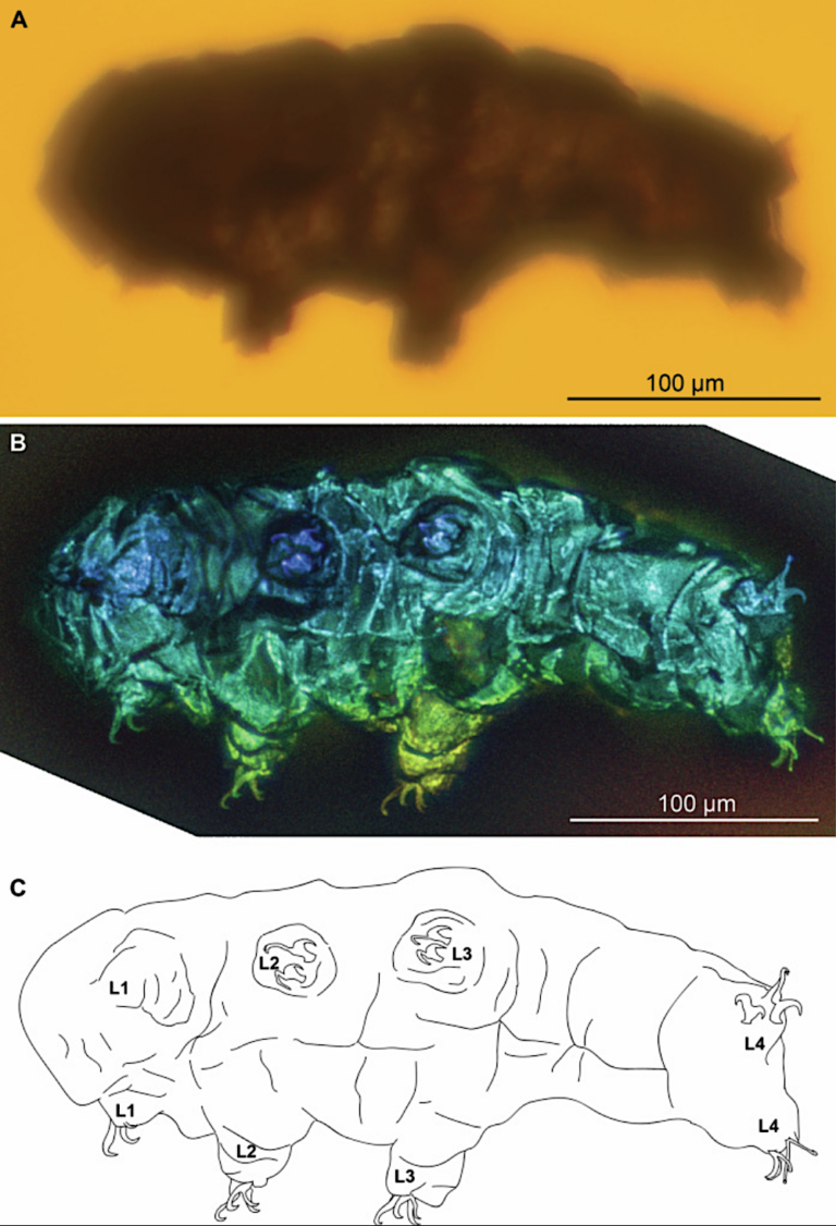 Cretaceous Amber Inclusions Illuminate The Evolutionary Origin Of ...