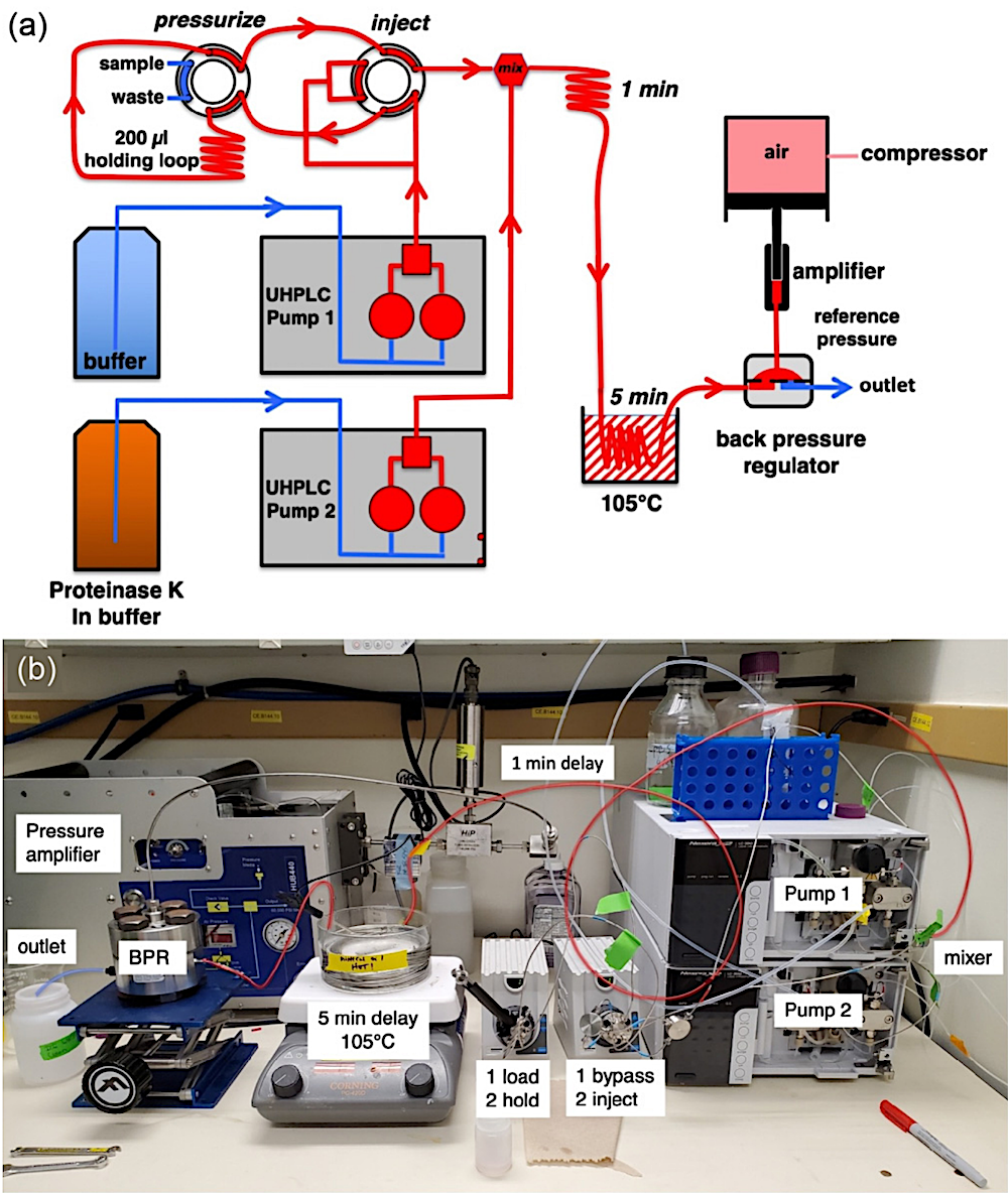 AI And An Extreme Microbe Reveal How Earth Life’s Building Blocks Adapt ...