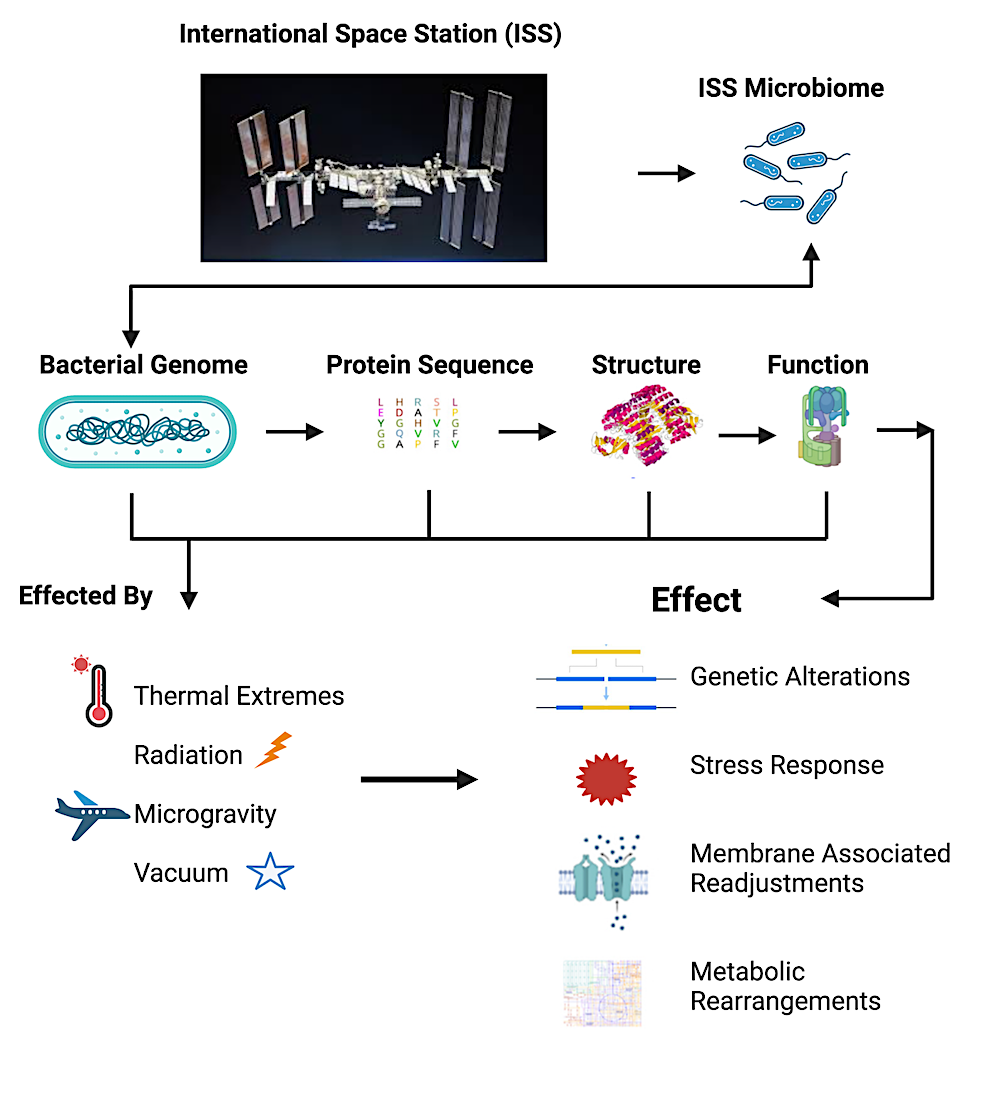 Adaptation to Space Conditions of Novel Bacterial Species Isolated from ...