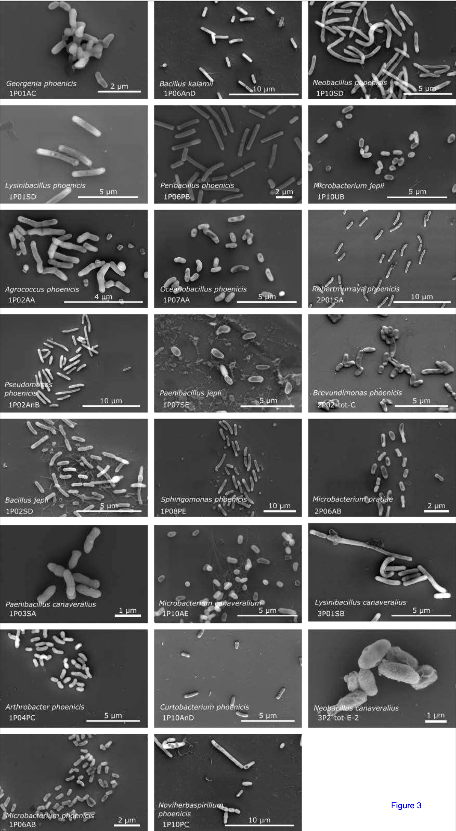 Planetary Protection: Extremophilic Bacteria Isolated from the NASA ...