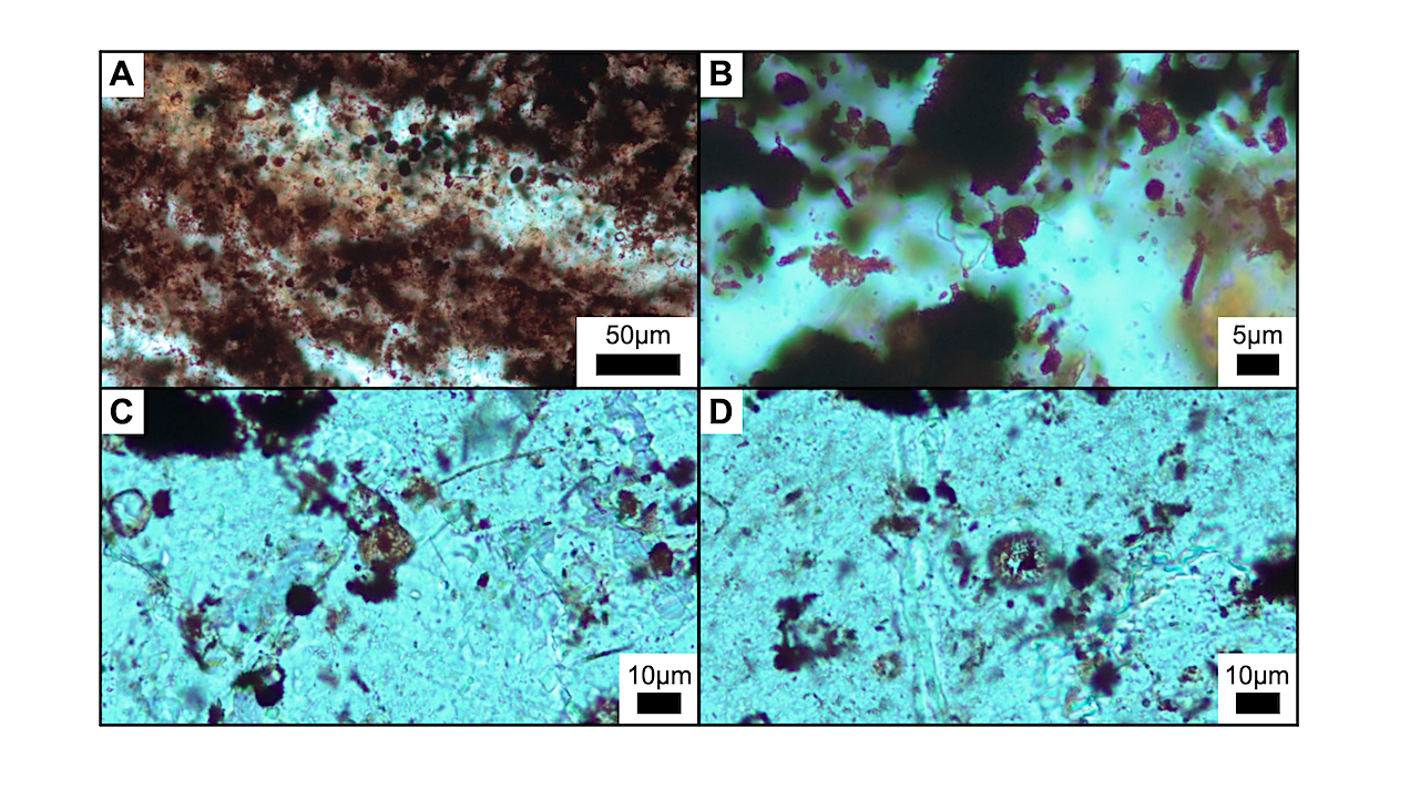 Iron‐Oxidizing Bacteria Bloomed in Shallow‐Marine, Subtidal ...