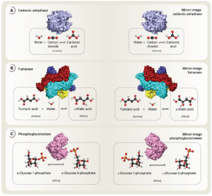 Mirror Bacteria Report: Call For A Global Discussion About Possible ...
