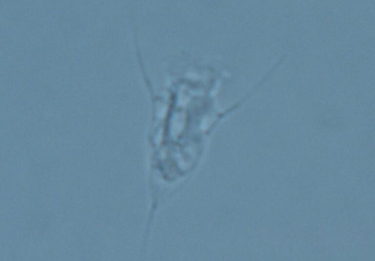 Symbiotic Bacteria Ride Along With Marine Cells In Earth's Oceanic ...