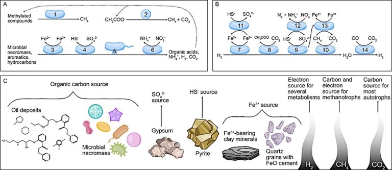 Microbial Ecology Of The Deep Terrestrial Subsurface - Astrobiology