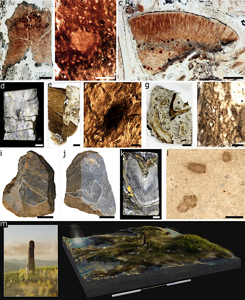 Ancient Prototaxites Don’t Belong To Any Living Lineage - Possibly A ...