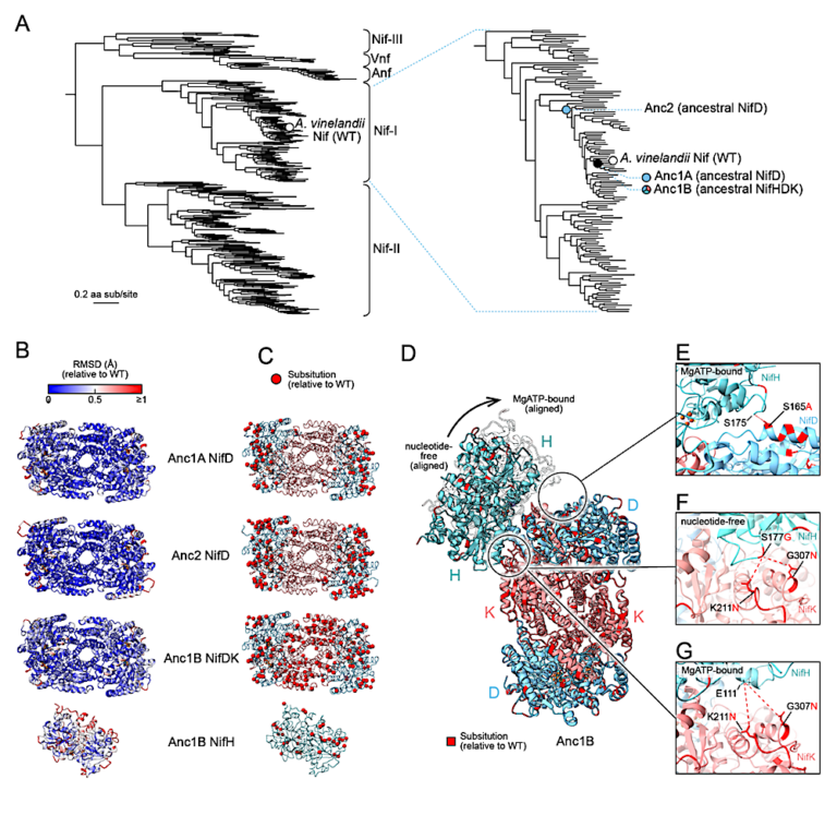 Structural Evolution Of Nitrogenase Enzymes Over Geologic Time ...
