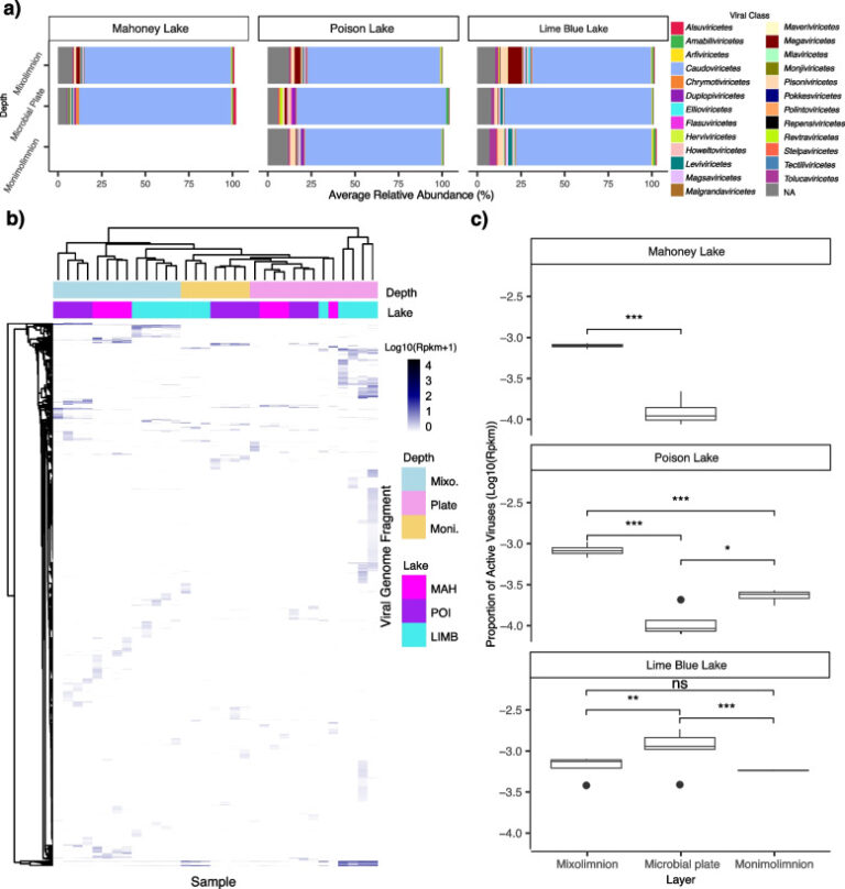 Viral Activity In Lake Analogs Of Anoxic Early Earth Oceans - Astrobiology