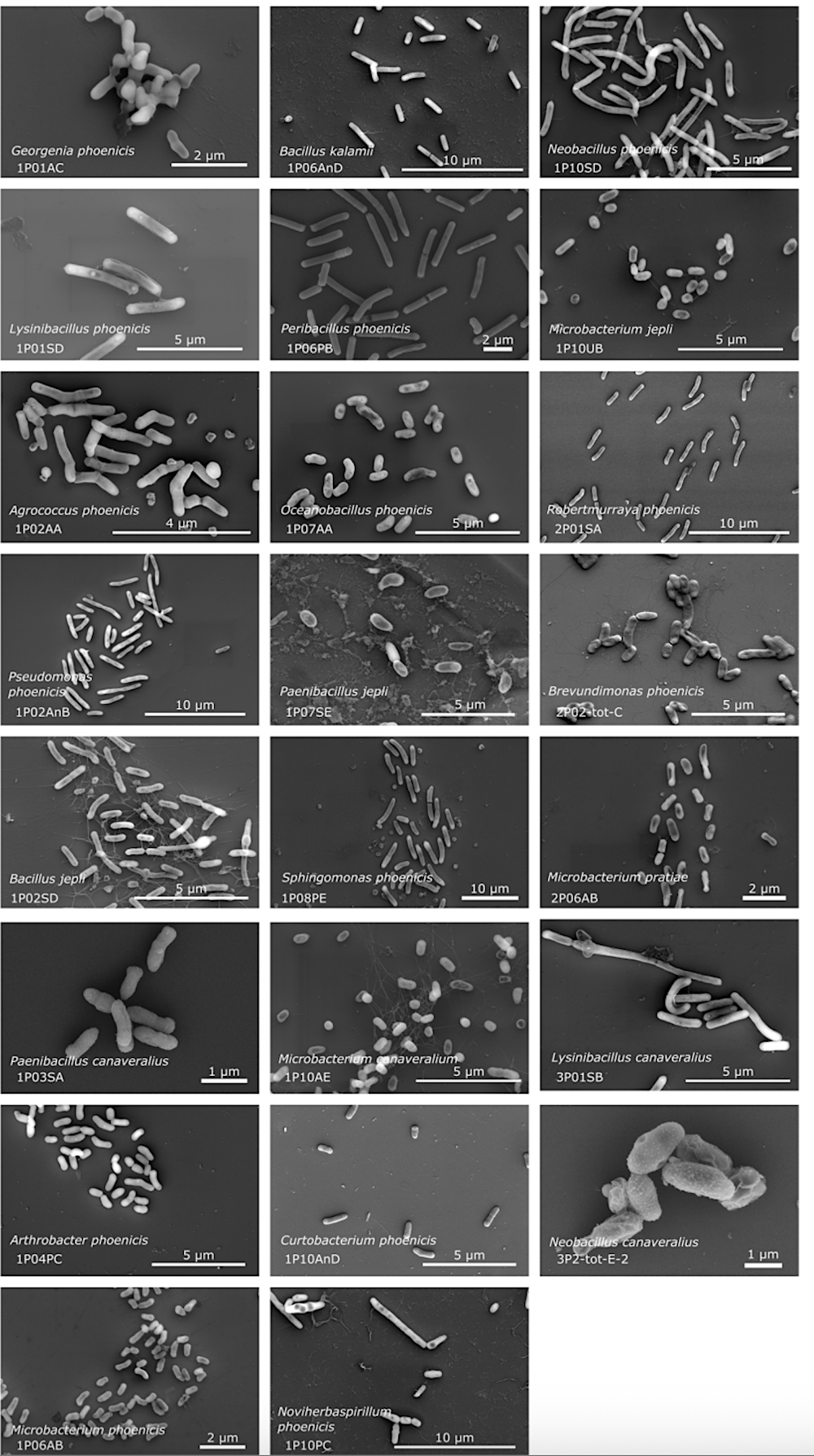 Extremotolerant Bacteria Identified In The NASA Mars Phoenix Cleanroom ...