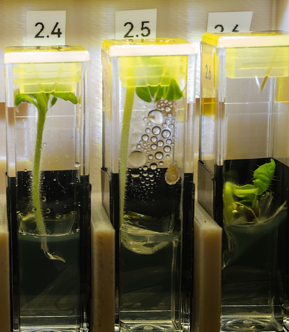 Offworld Botany: Genetically Modified, Extemely Dwarf Tomato Plants ...
