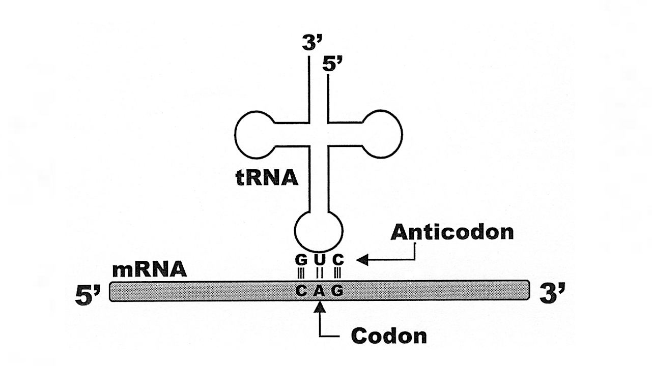 Biochemical ‘Cambrian’ Explosion-implosions: The Generation And Pruning ...
