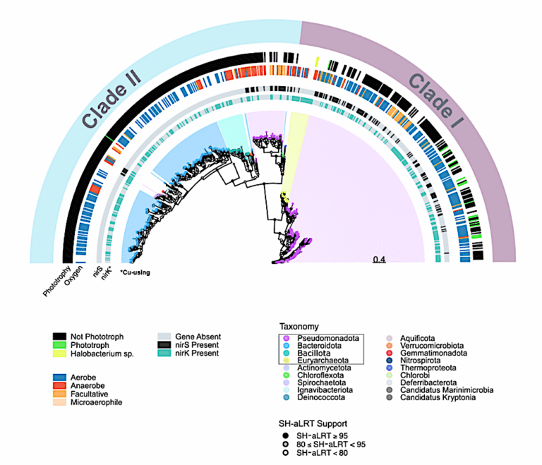 Microbial N2O Reduction in Sulfidic Waters: Implications For ...