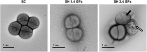 Life Forms Can Planet Hop On Asteroid Debris – And Survive - Astrobiology